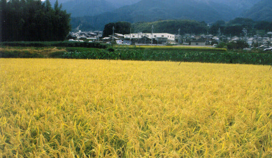 Omachi, the Roots of Brewer’s Rice | SAKEMARU - Artisan Sake Boutique